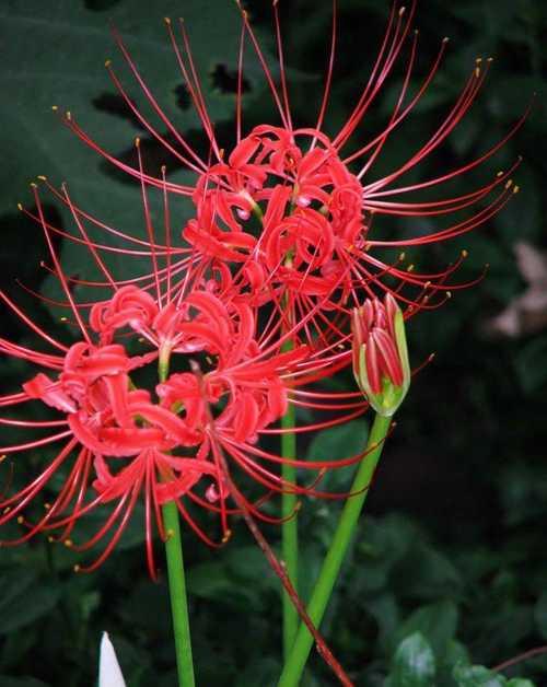 Ликорис (Lycoris). Почтой Высылаю