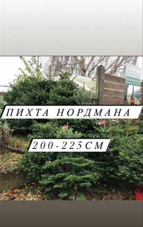 Пихта Нордмана 200-225 см