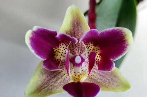 Орхидея бабочка Phal. Sogo Yellowtris (peloric)
