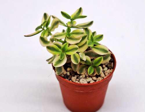 Крассула (Crassula Volkensii f. variegata)