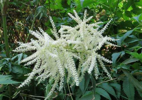 Арункус, Гибискус, Вишня, Гилления, Василистник