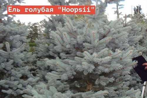Ель голубая Hoopsii /С10 40-60