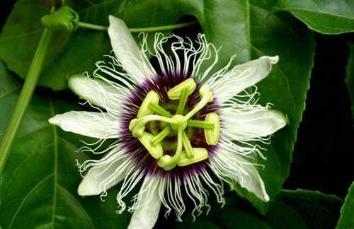Семена пассифлоры съедобной (Passiflora Edulis)