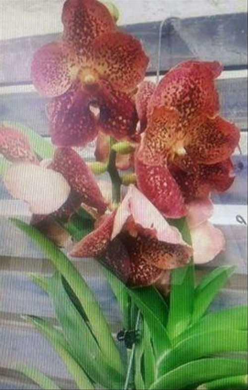 Орхидея ванда отцвела красная