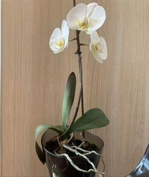 Орхидея персик фото