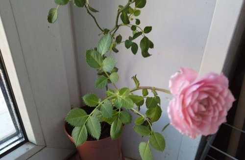 Роза бенгальская очень душистая розовая