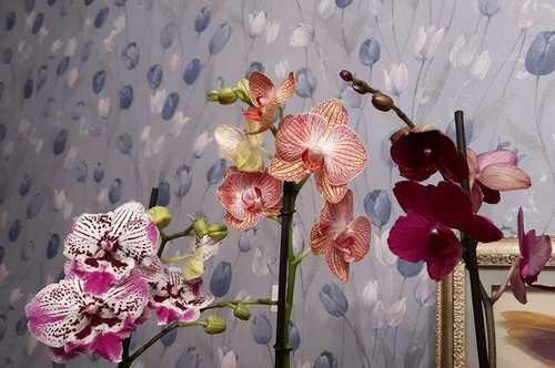 Орхидеи Мутанты-Бабочки-Ракушка, Редкие