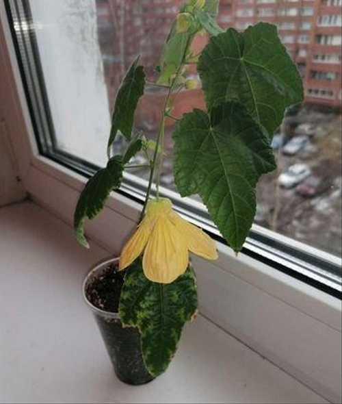 Абутилон