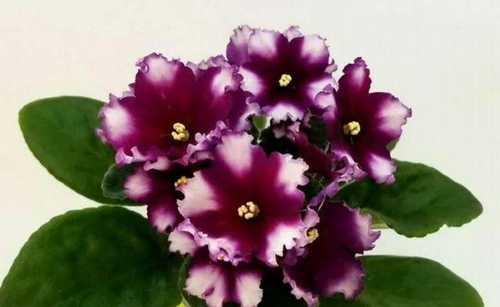 Фиалка рс Чудо