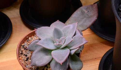 Echeveria Silver Queen (Эхеверия) (SCT28285)