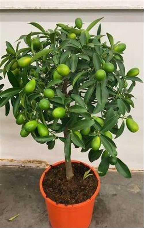 Цитрусовое дерево Кумкват много плодов 77 см