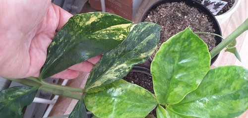 Замиокулькас вариегатный, (long leaf)
