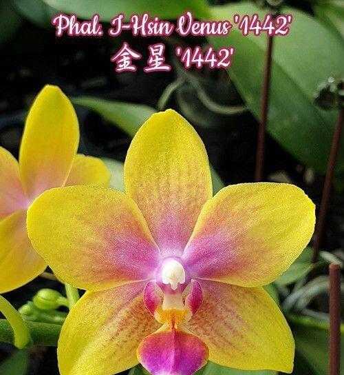 Орхидея Phal. I-Hsin Venus '1442'