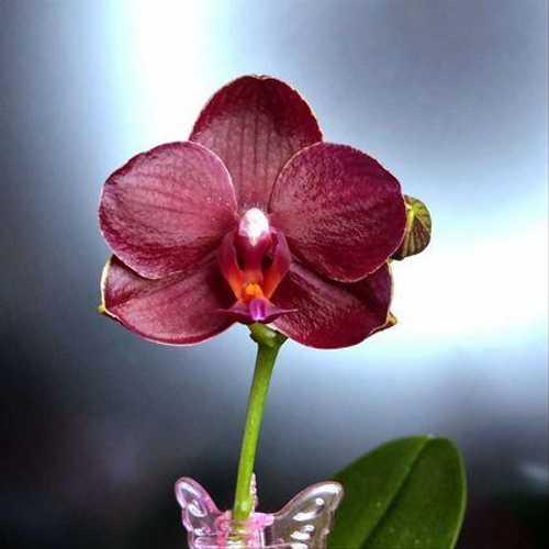 Орхидея Phal. Black Princess Цветёт Новый чёрный с