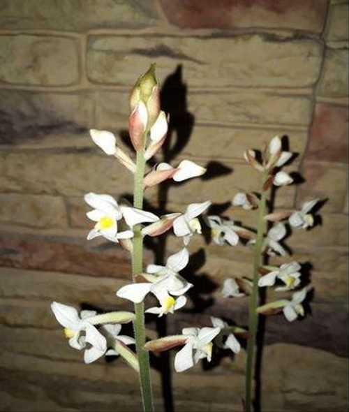 Орхидея лудизия