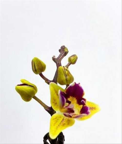 Орхидея мини Sogo Gotris (доставка)