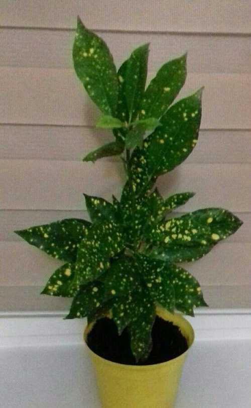 Аукуба, комнатное растение