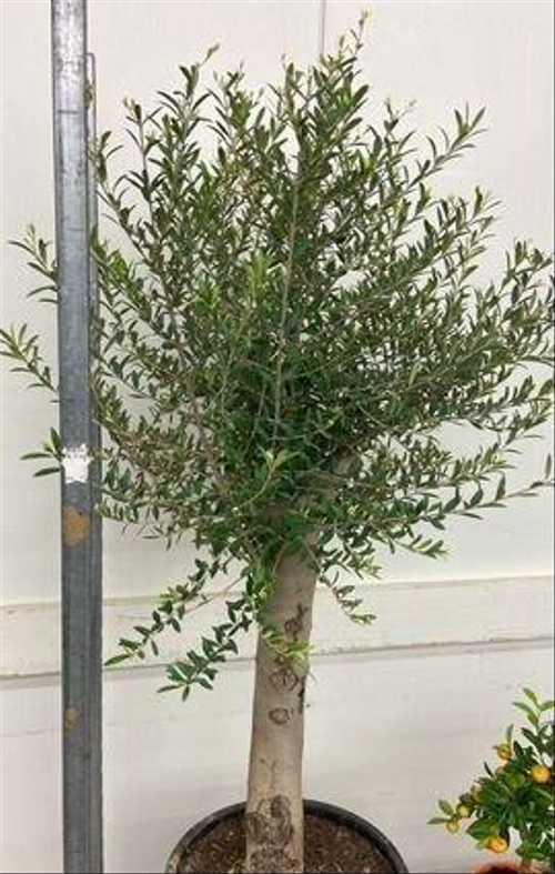 Олива растение комнатное /Оливковое дерево Премиум