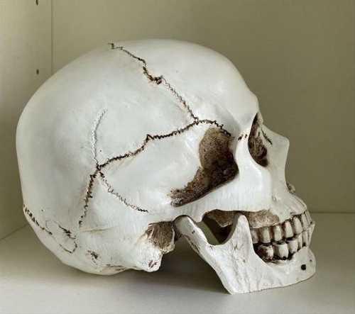Бутафорский череп