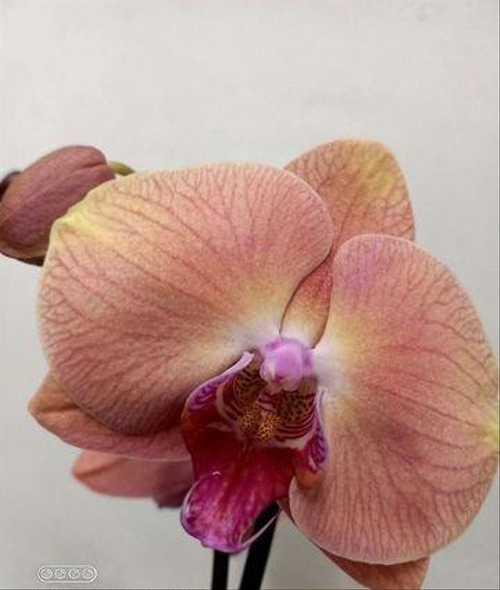 Орхидея фаленопсис Голден Эпл Пич