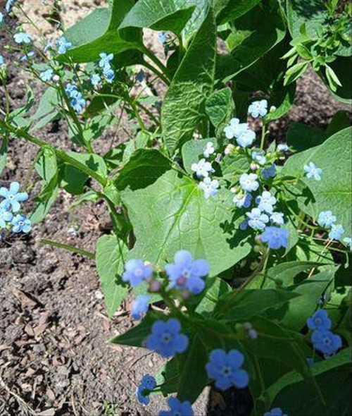Бруннера(незабудка)