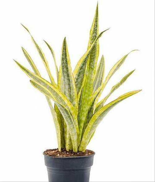 Сансевиерия Sansevieria trifasciata 'Lauren'