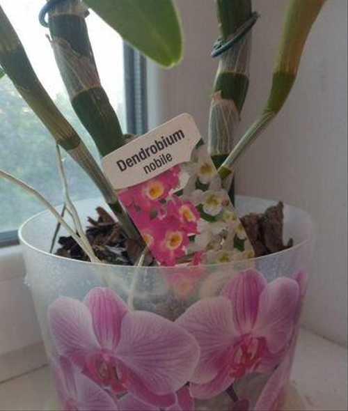 Орхидея дендробиум ароматная