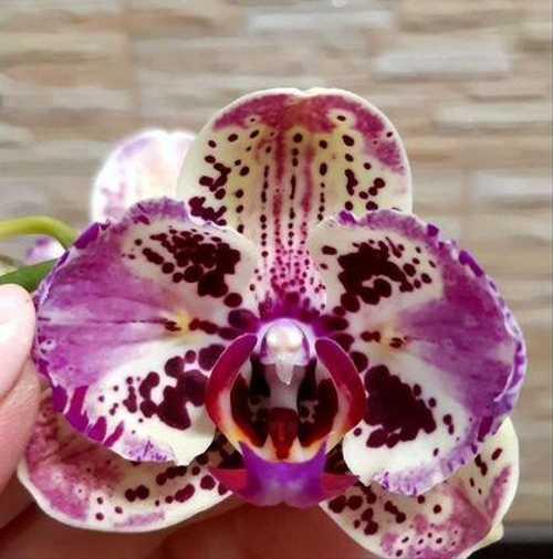 Орхидея фаленопсис бабочка Фронтера