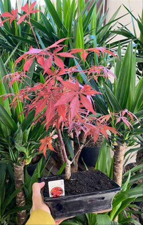 Бонсай клен (Acer palmatum)