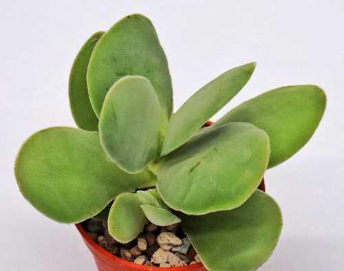 Каланхоэ (Kalanchoe Thyrsiflora)