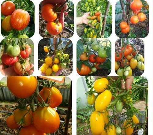 Семена томатов и перца