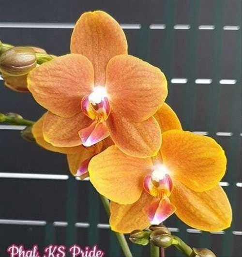 Орхидея фаленопсис KS Pride