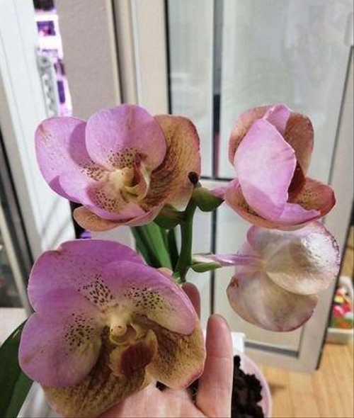 Орхидея ванда Vanda Prapethom Gold x Vanda Sanderi