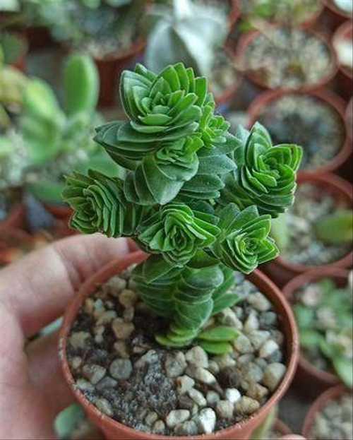 Крассула Эстагнол (Crassula Estagnol)