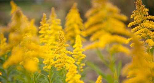 Цветы, зелень для букета. Золотарник. Солидаго
