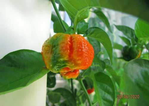 Перец острый. Dragon’s Breath (Дыхание Дракона)