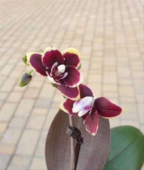 Орхидея фаленопсис Taisuco Kobold, ароматная орхид
