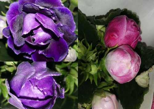 Глоксиния махровая, хризантемы, орхидеи