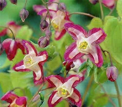 Горянка красная Epimedium x rubrum