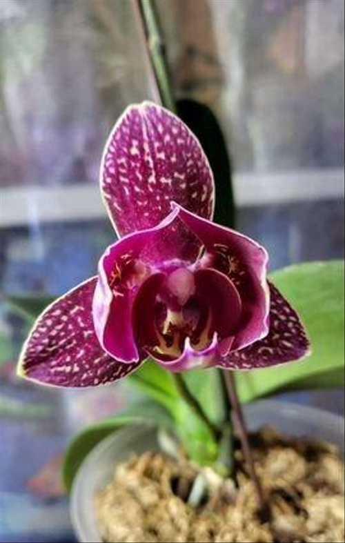 Орхидея фаленопсис Черри бомб мутант