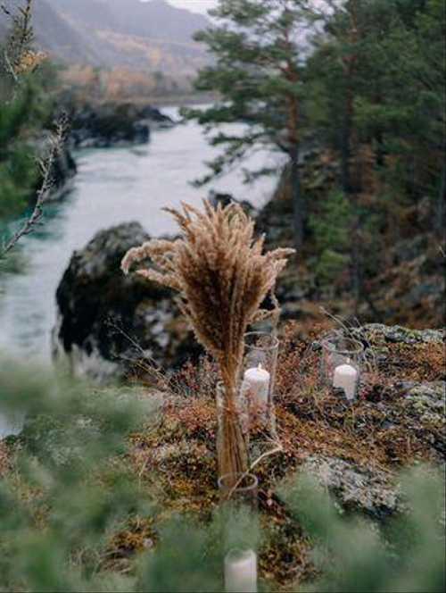 Сухоцветы колосья и полевая трава (Цена за все)