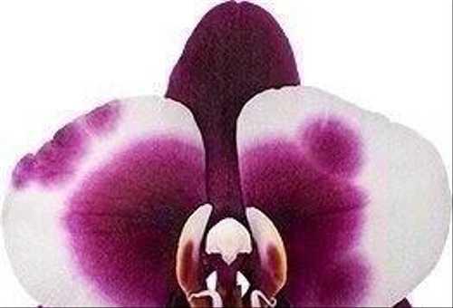 Орхидеи Фаленопсис (Подростки)