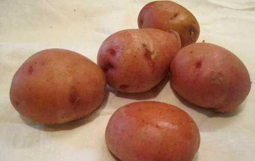 Семена картофеля "Ирбитский"