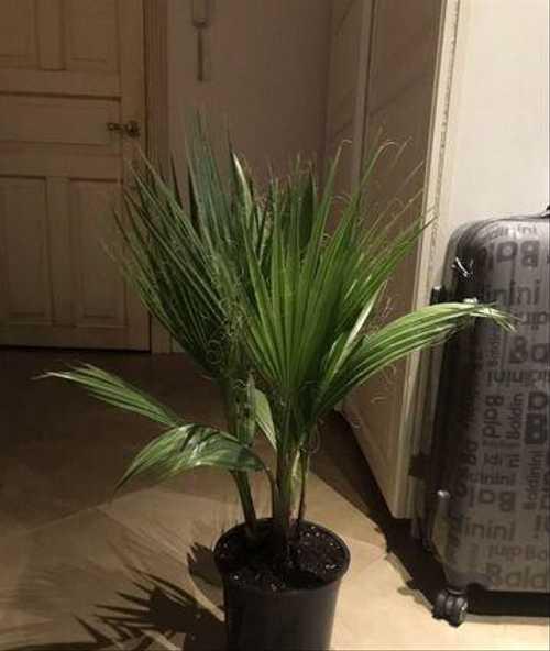 Пальма Вашингтония, веерная пальма