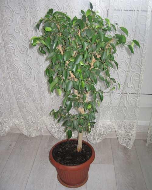 Растения-березка,денежное дерево