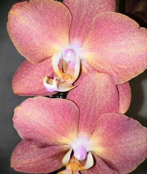 Орхидея фаленопсис "Горизонт"