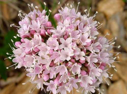Саженцы Валериана лекарственная с1,5л