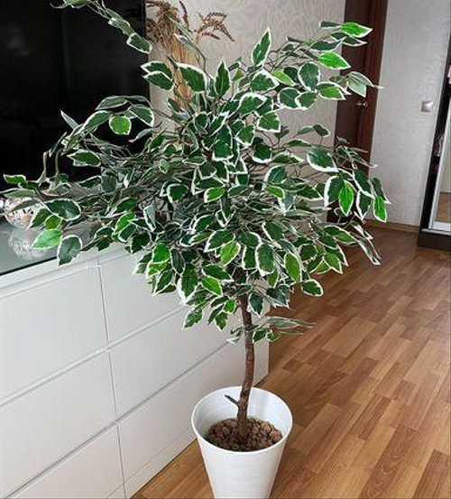 Искусственное дерево Фикус