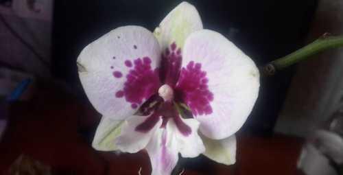Орхидея фаленопсис биг лип аладдин
