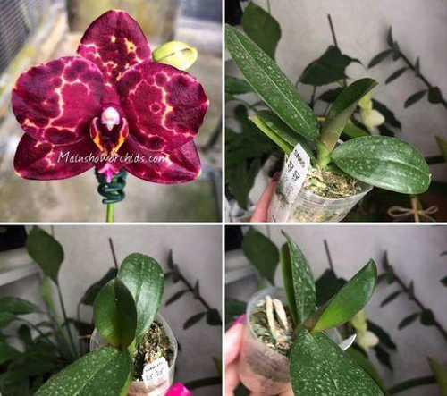 Орхидея Phal. Yaphon Black Snake ‘Mainshow# 2 ‘